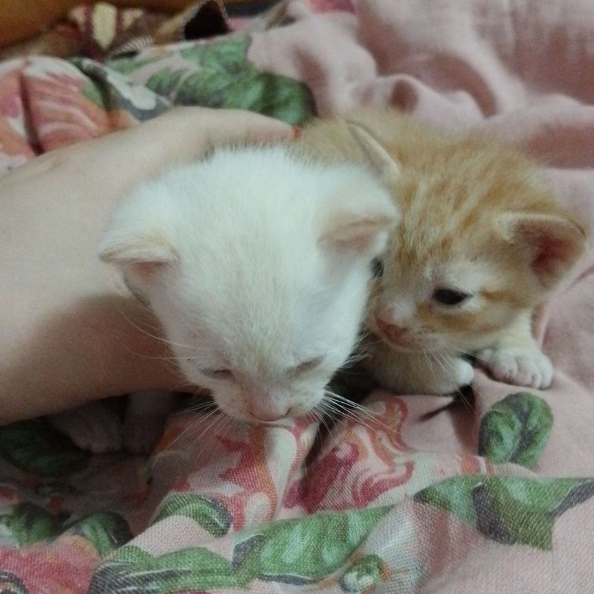 Котята корнишрекс
