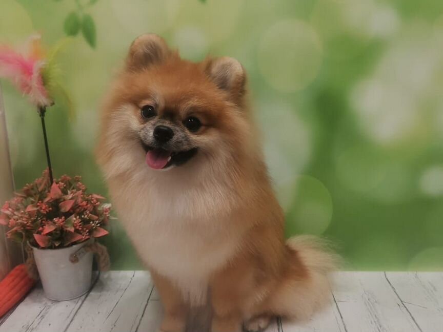 Померанский шпиц вязка кобель