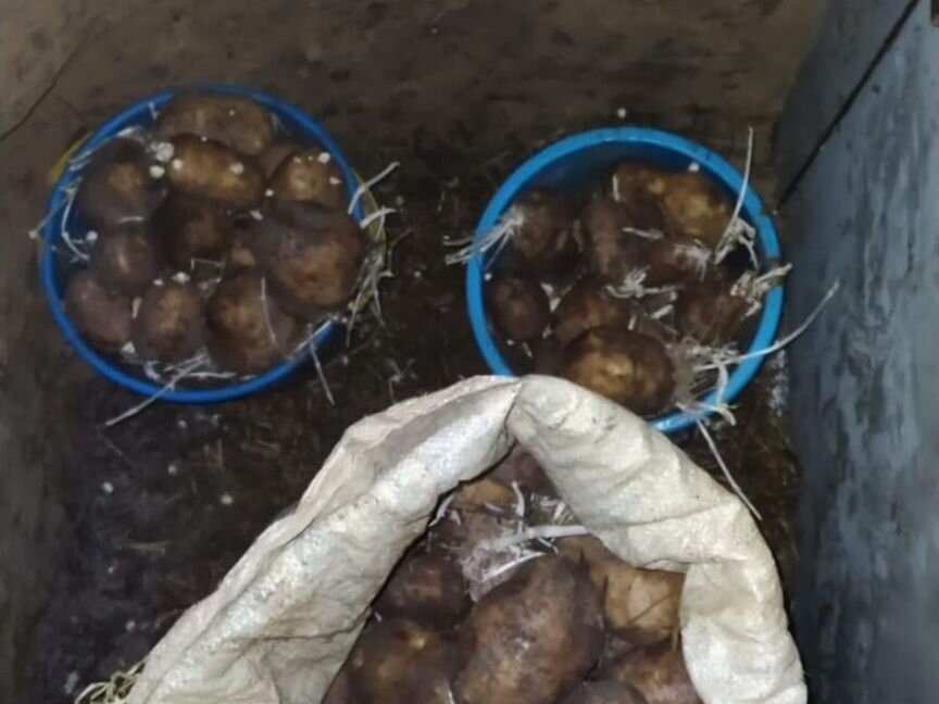 Картофель прошлогодний