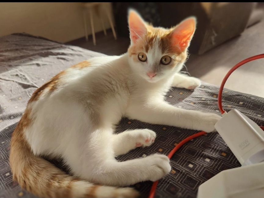 Котята в добрые руки бесплатно мальчик
