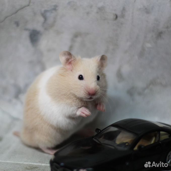 Сирийский хомяк мальчик
