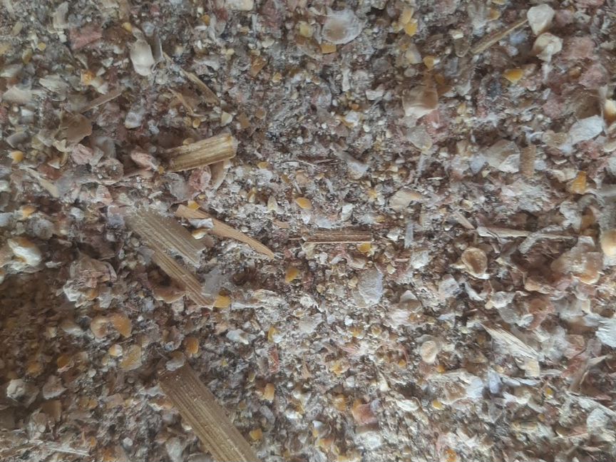 Кукуруза мучка