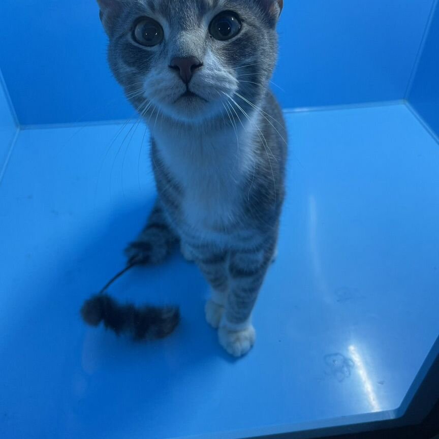 Кот ннимоверно ласковый ищет дом