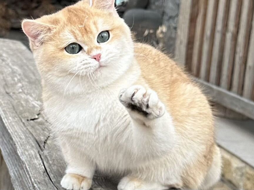 Золотая шиншилла ny12