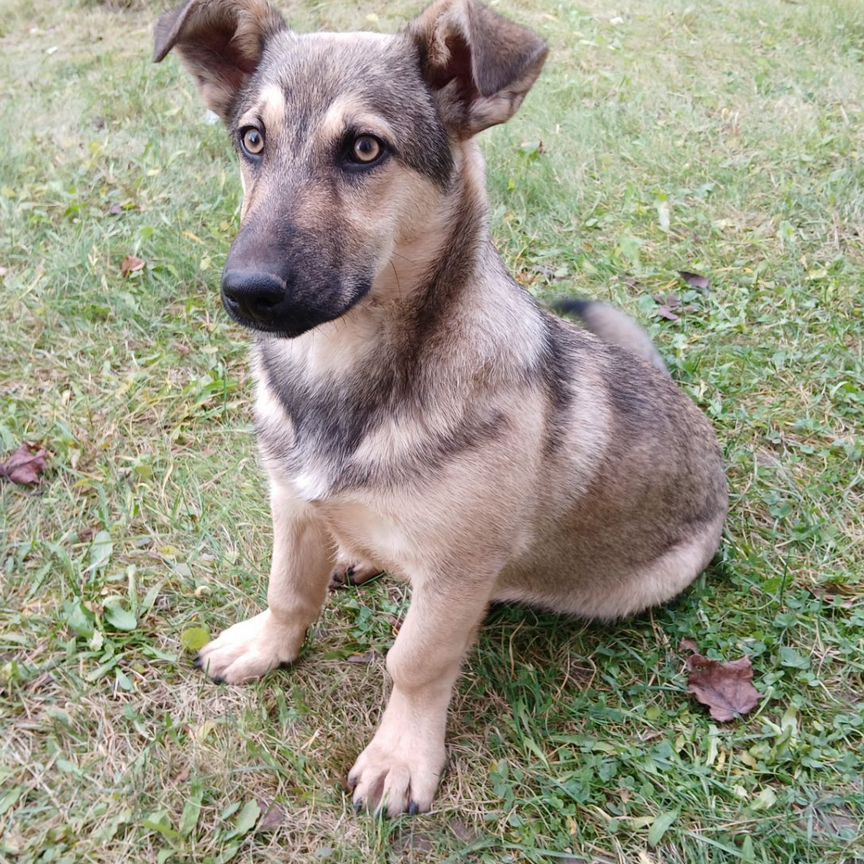 Щенок в добрые руки