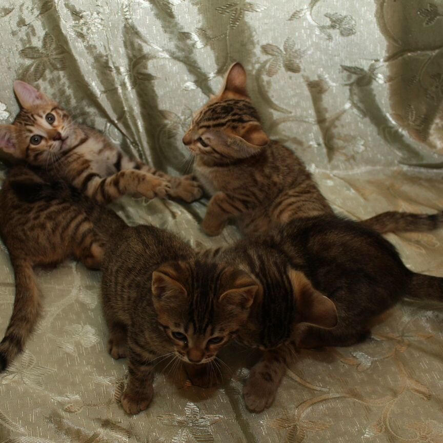 Бенгальские котята