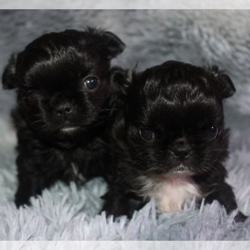 Чихуахуа, щенок