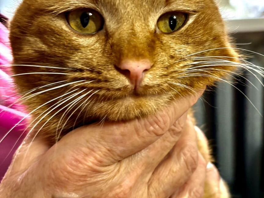 Кошка