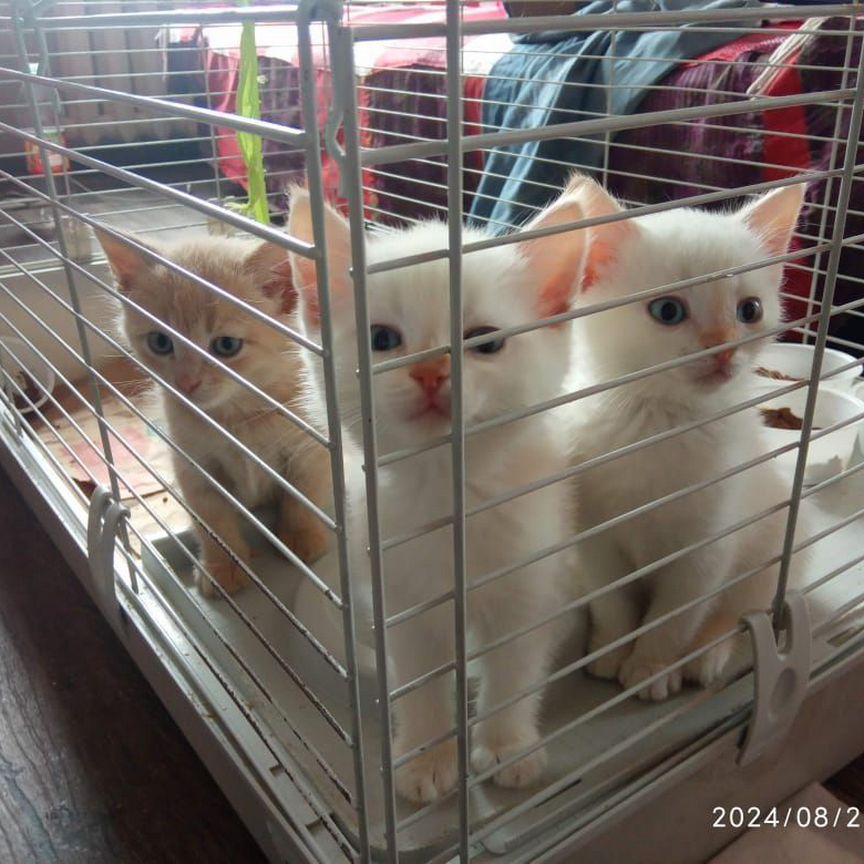 Котята в добрые руки