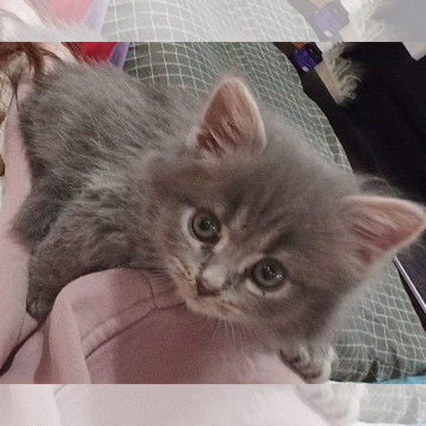 Британский длинношёрстный котёнок