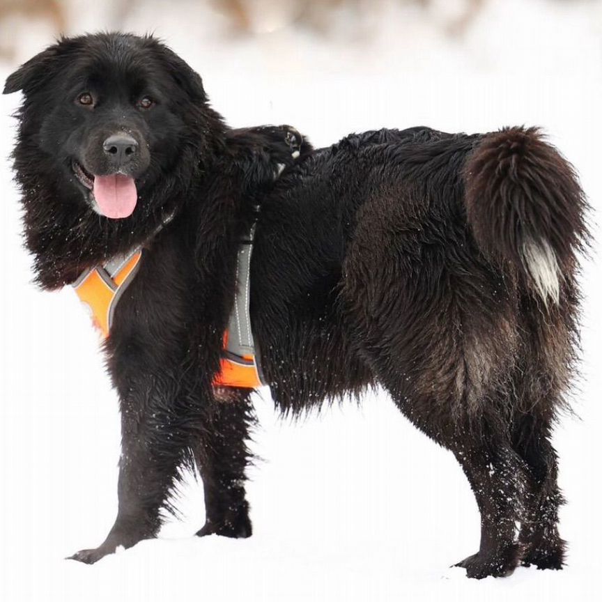 Ньюфаундленд, взрослая собака