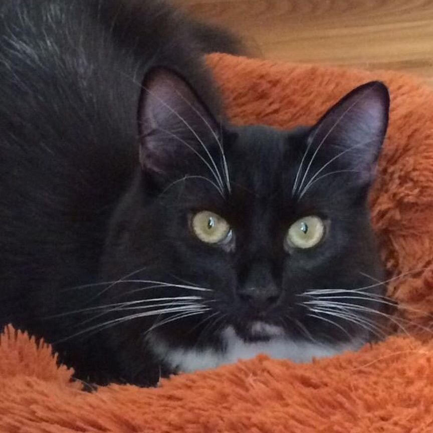 Котик Микки 10 месяцев