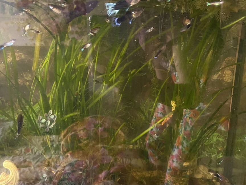 Аквариум с рыбками