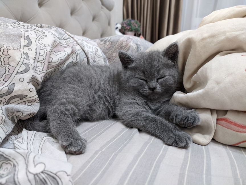 Британская кошечка