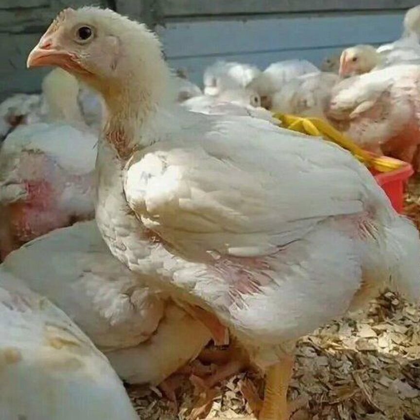 Цыплята бройлеры подрощенные