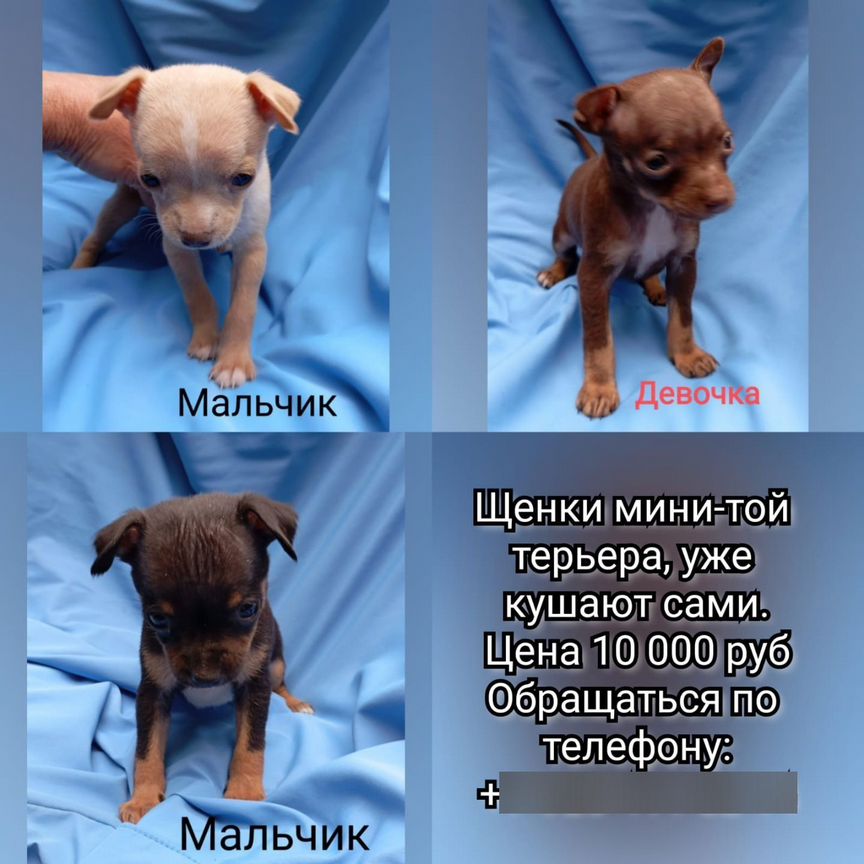 Продаются щенки