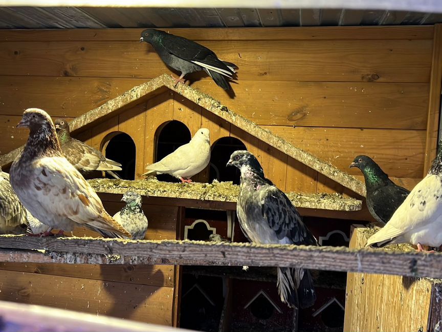 Белые голуби