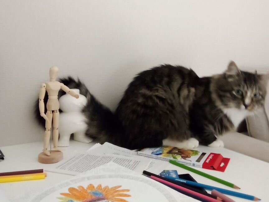 Кот в добрые руки