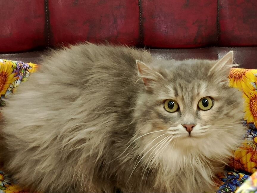 Кошка в добрые руки