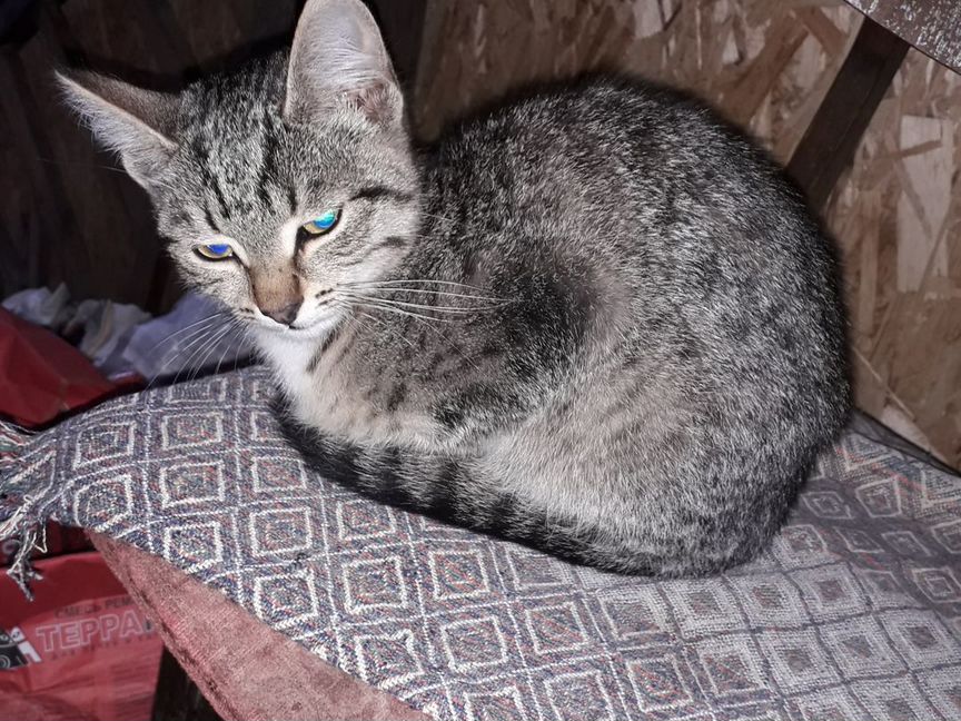 Котёнок девочка 4 месяц