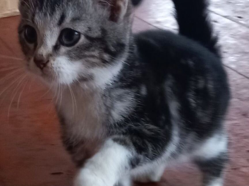 Котенок (мальчик 2.5 мес.)