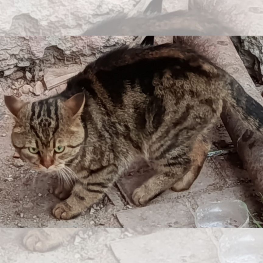 Экзотический короткошёрстный, взрослый кот