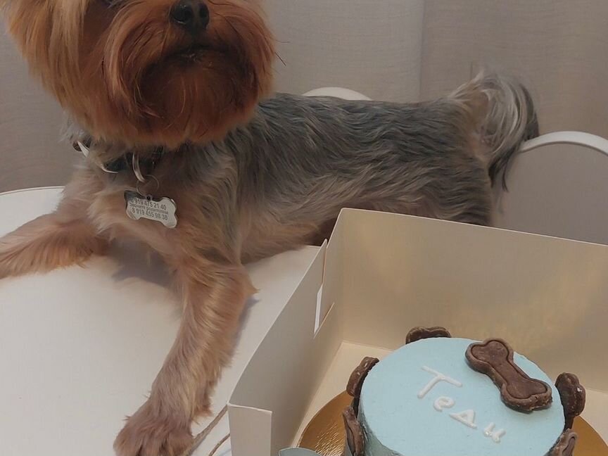 Торты для собак и кошек