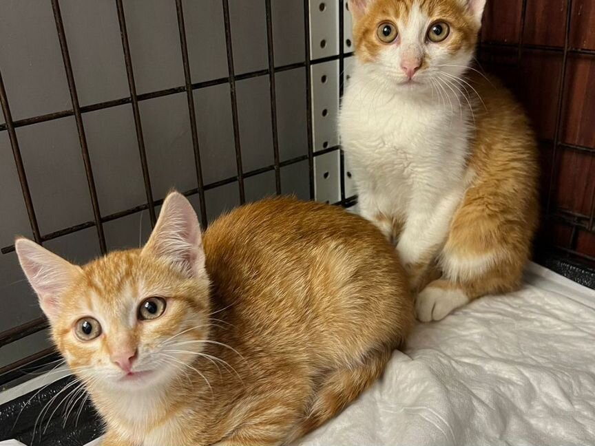 Котята рыжики. Котики малыши