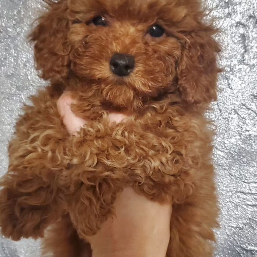 Той-пудель ред браун девочка