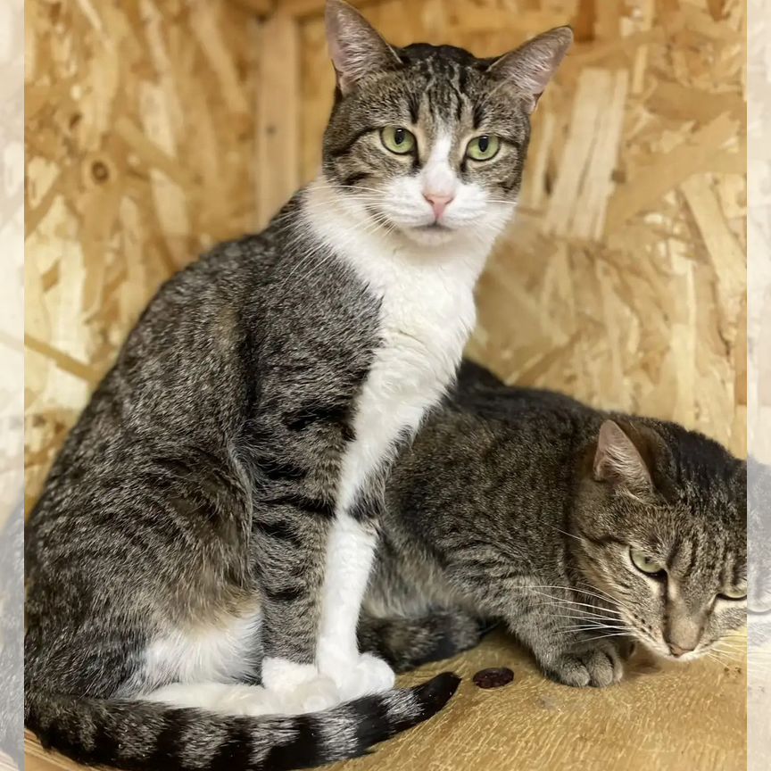 Взрослый кот в добрые руки