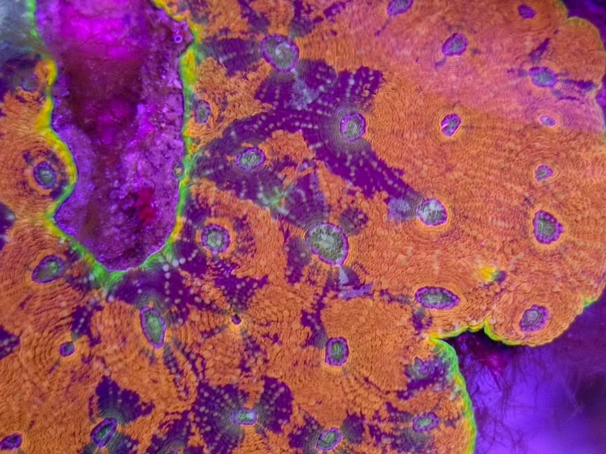 Морские кораллы чалисы