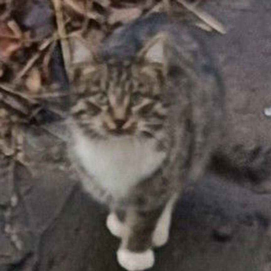 Взрослый кот в добрые руки