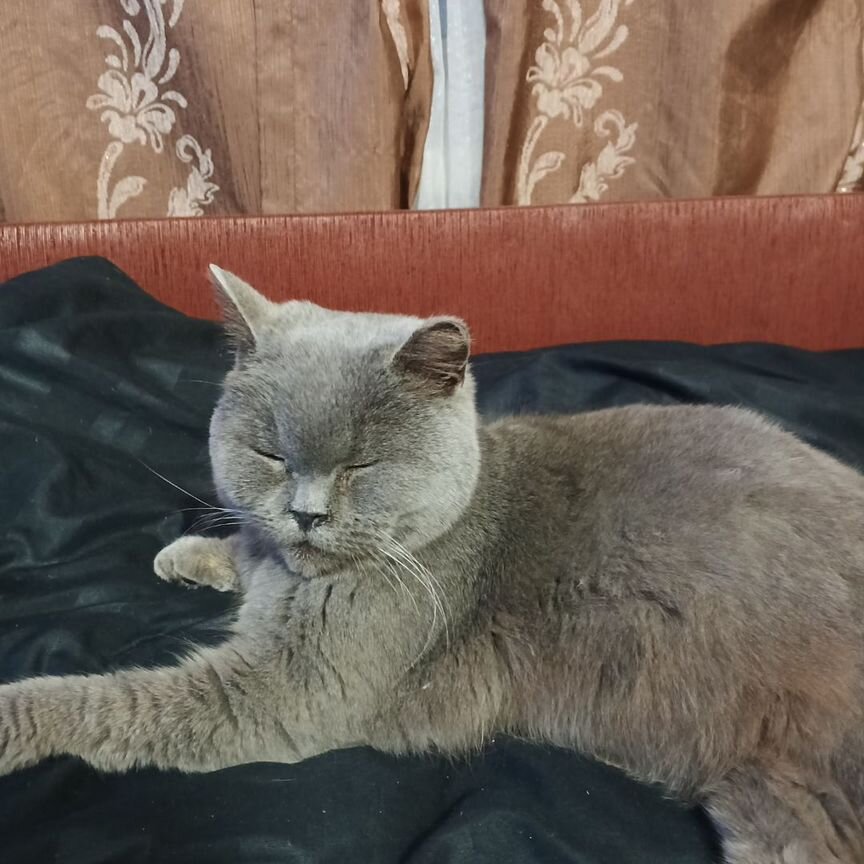 Кошечка , британка