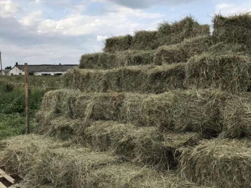 Сено в брикетах