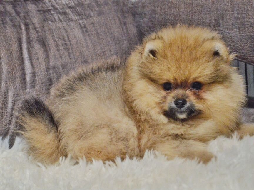 Померанский шпиц медвежьего типа