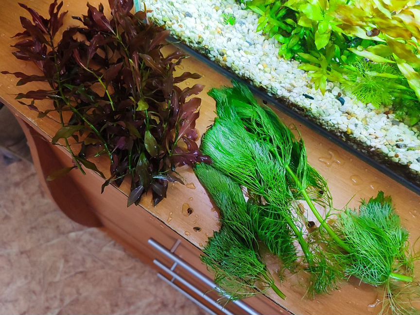 Продам Людвигу ползучую (Ludwigia repens)и Амбулию