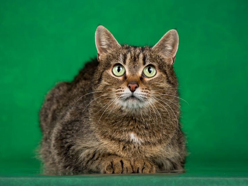 Зеленоглазая кошка Мотя ищет дом