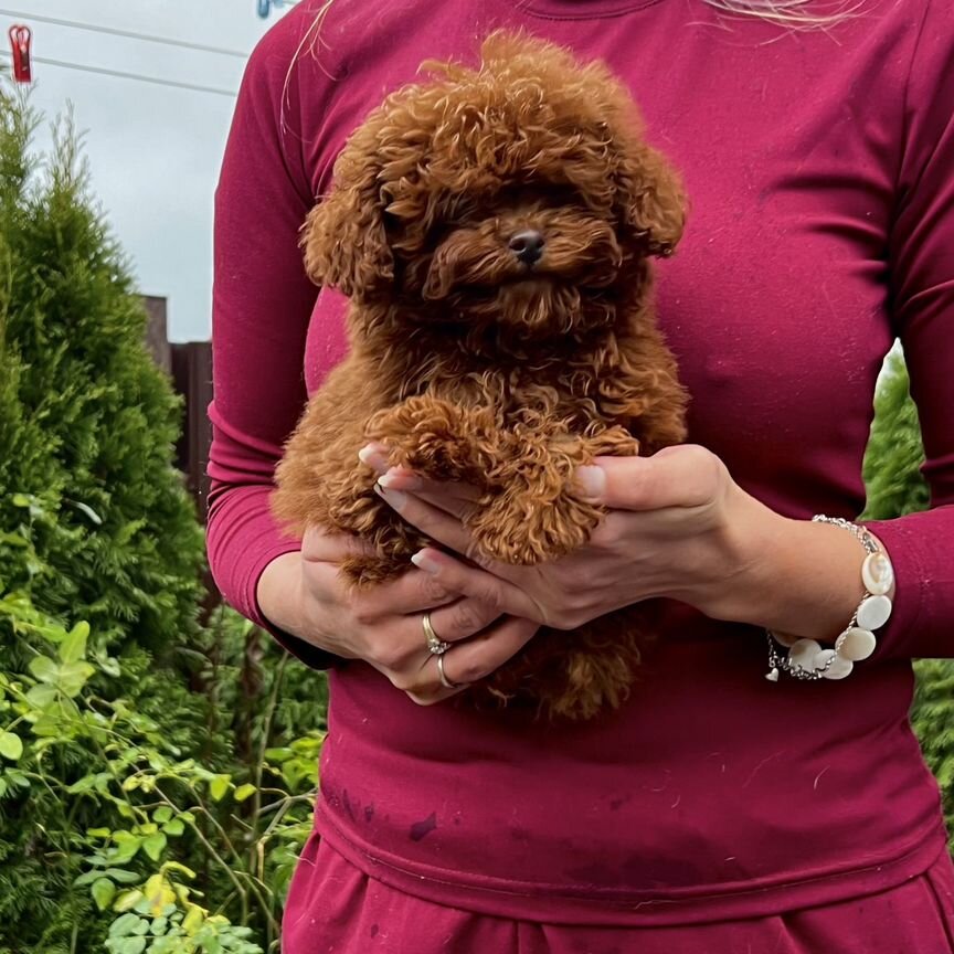 Той-пудель, щенок