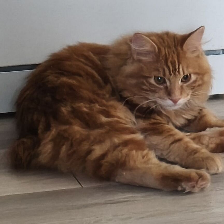 Курильский бобтейл длинношёрстный котёнок