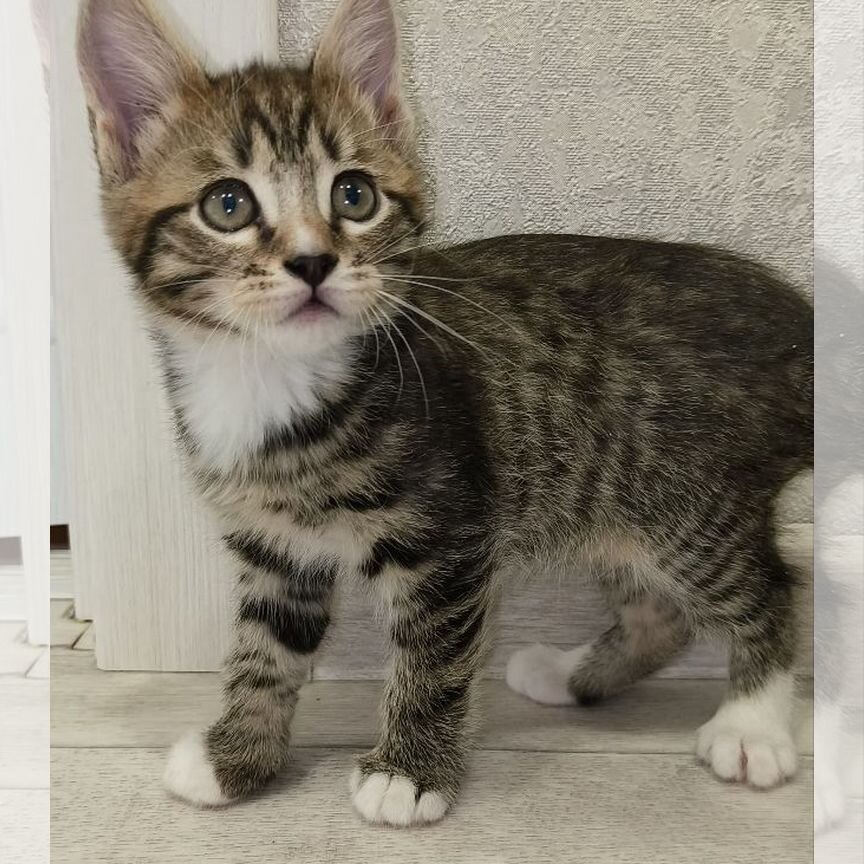 Котята в добрые руки приучены к лотку (полосатый)