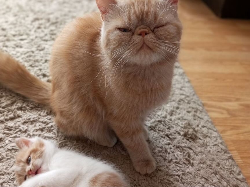 Котята персы экзоты