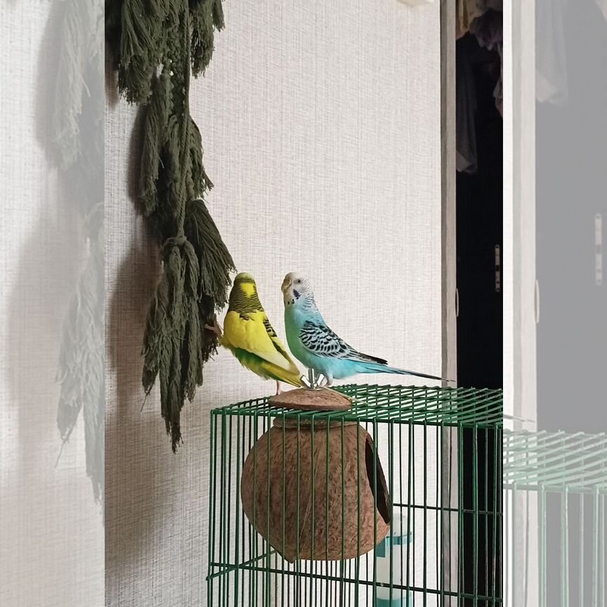 Парочка Волнистых Попугаев