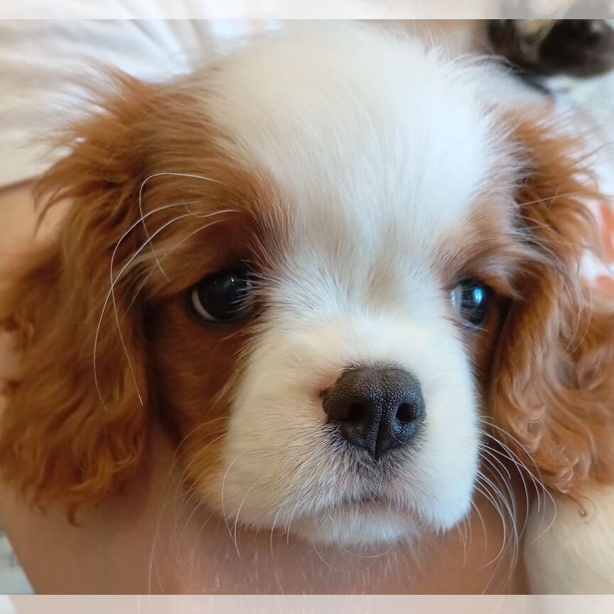 Кавалер кинг-чарльз-спаниель, щенок