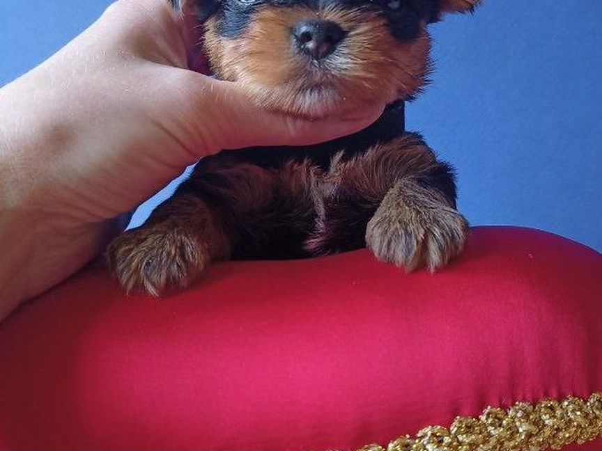 Йоркширские терьеры от Чемпионов