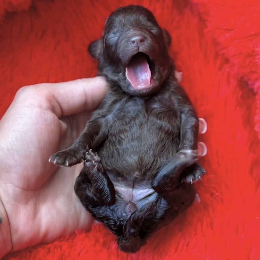 Той-пудель, щенок