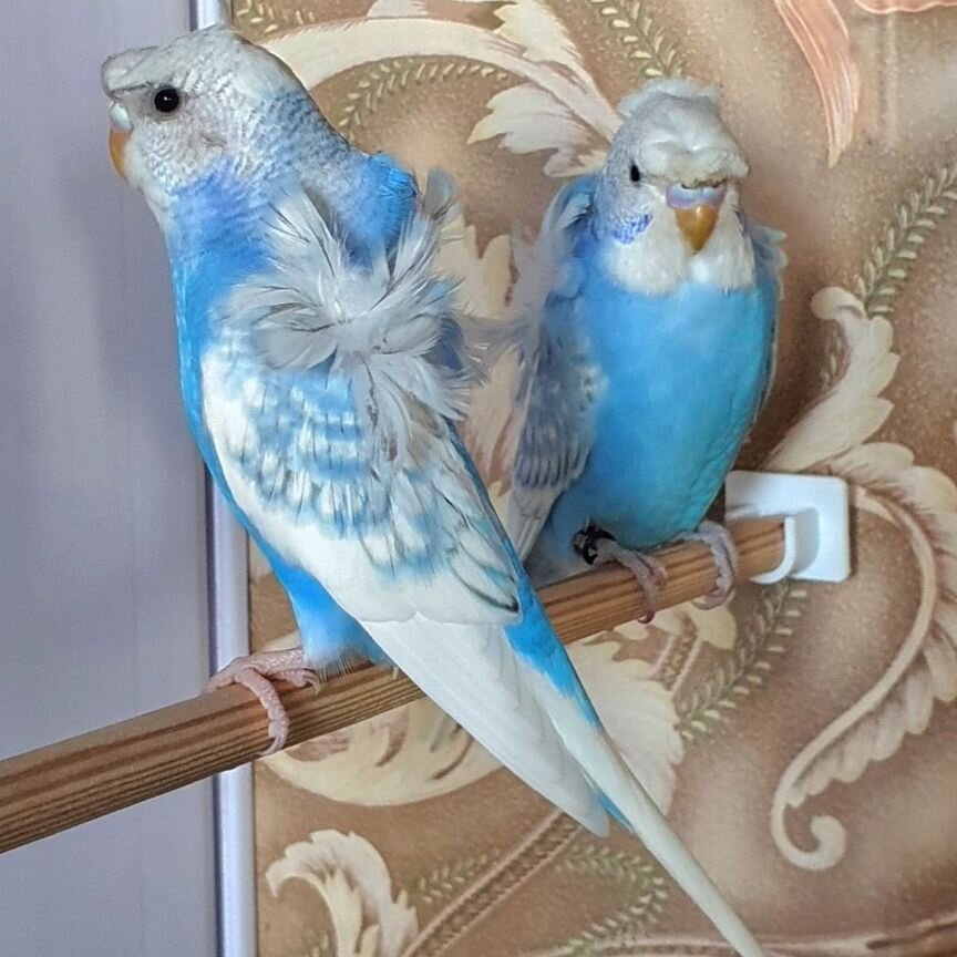 Волнистый попугай породы Хагоромо самочка