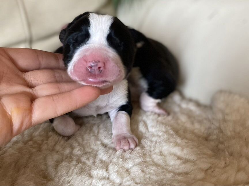 Щенки алабая