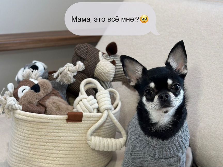 Игрушки для собак