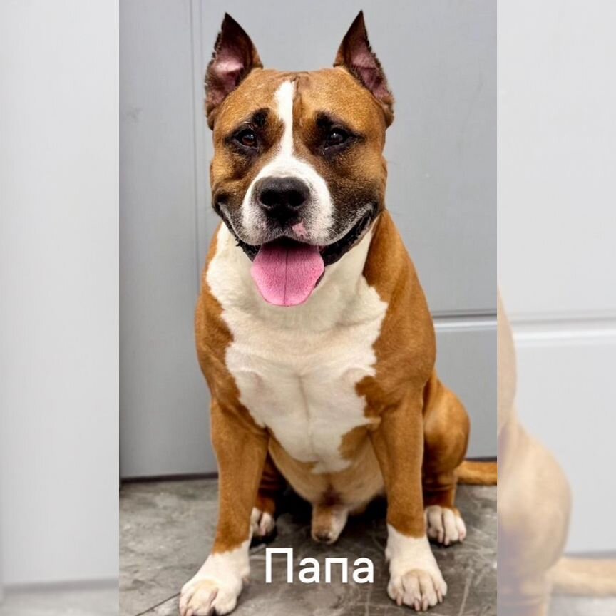 Американский стаффордширский терьер, щенок