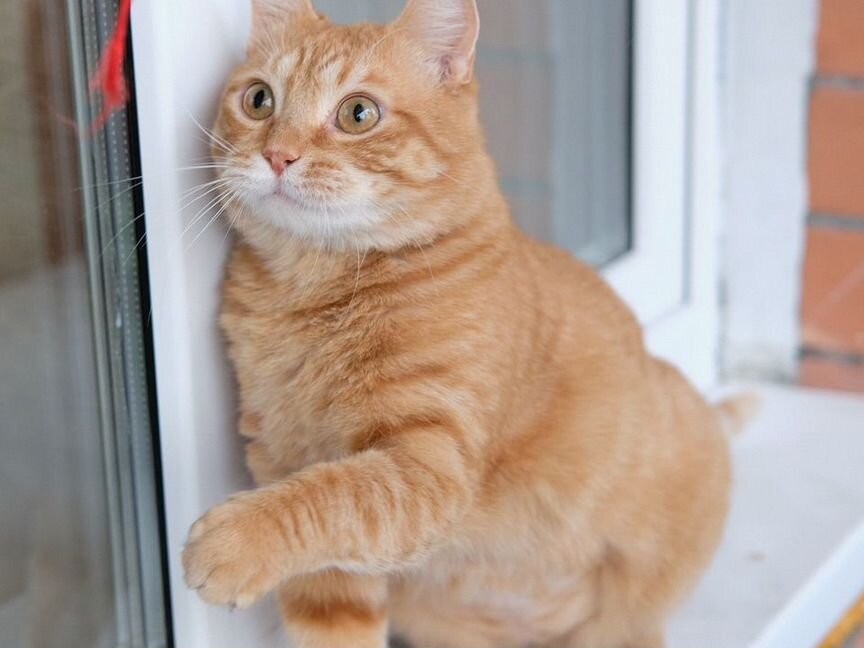 Кот очень ласковый в добрые руки